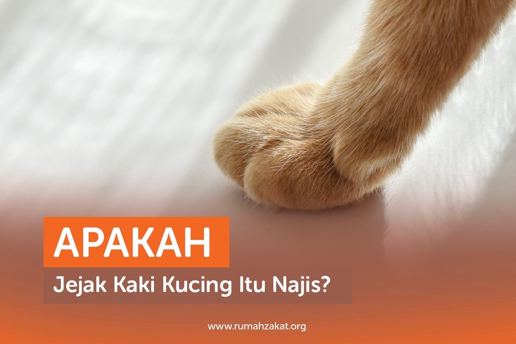 APAKAH JEJAK KAKI KUCING ITU NAJIS? - Rumah Zakat