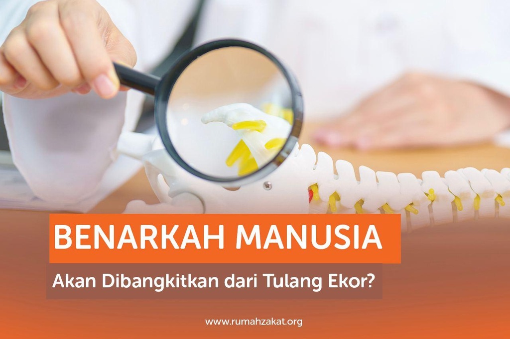 BENARKAH MANUSIA AKAN DIBANGKITKAN DARI TULANG EKOR? - Rumah Zakat
