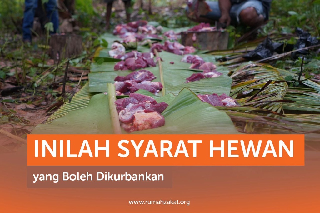 INILAH SYARAT HEWAN YANG BOLEH DIKURBANKAN - Rumah Zakat