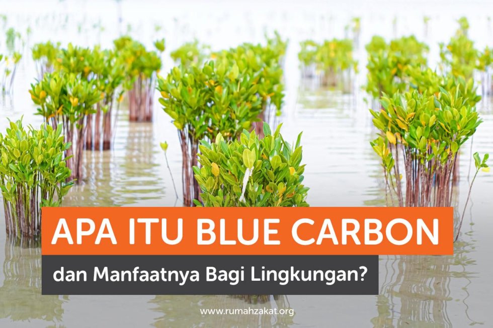 Apa Itu Blue Carbon dan Manfaatnya Bagi Lingkungan? - Rumah Zakat