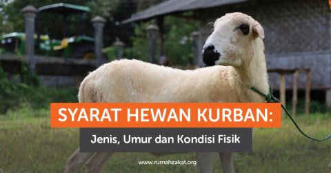 Syarat Hewan Kurban: Jenis, Umur dan Kondisi Fisik - Rumah Zakat